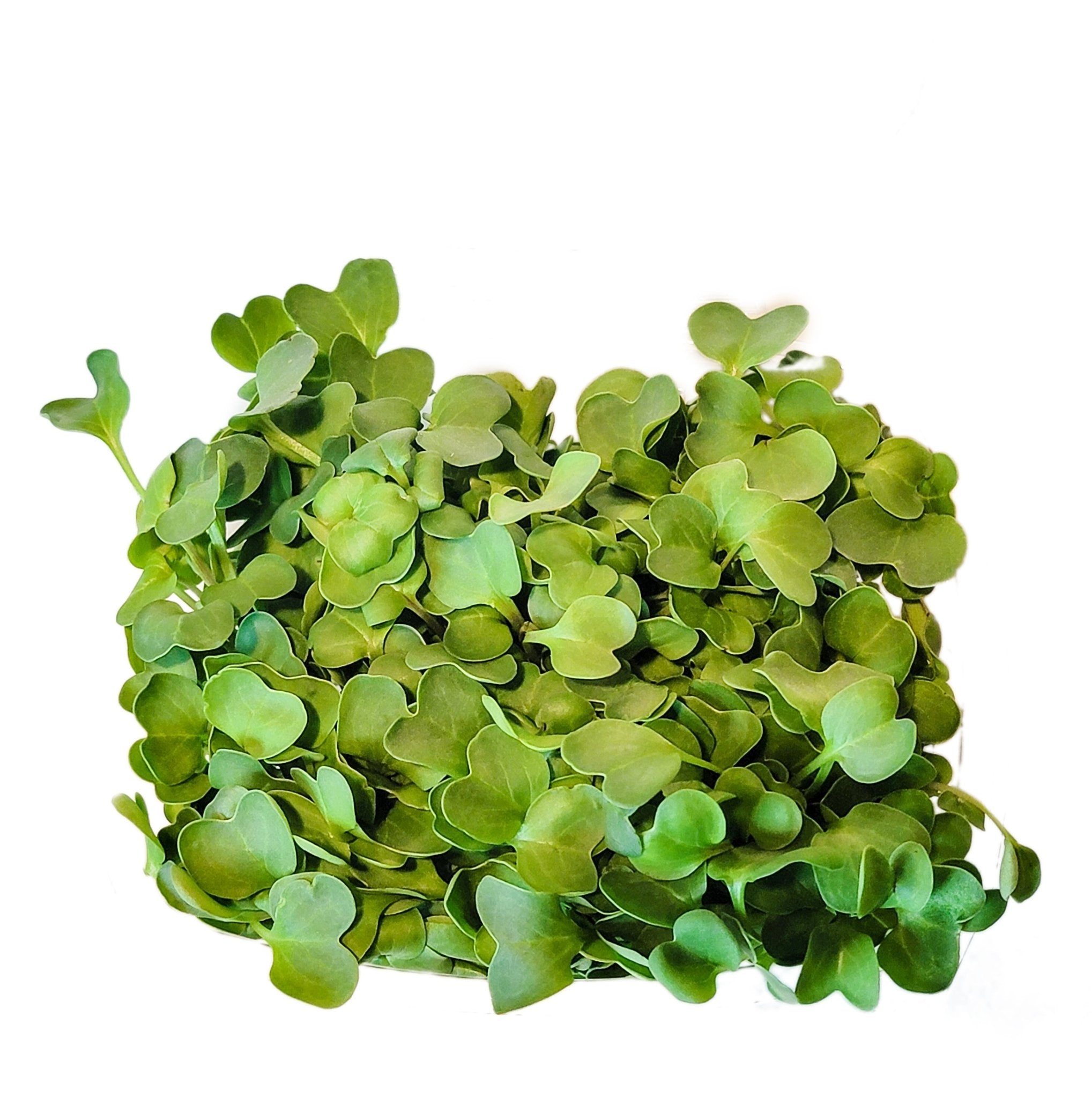 Radish Microgreens – Greco Greens