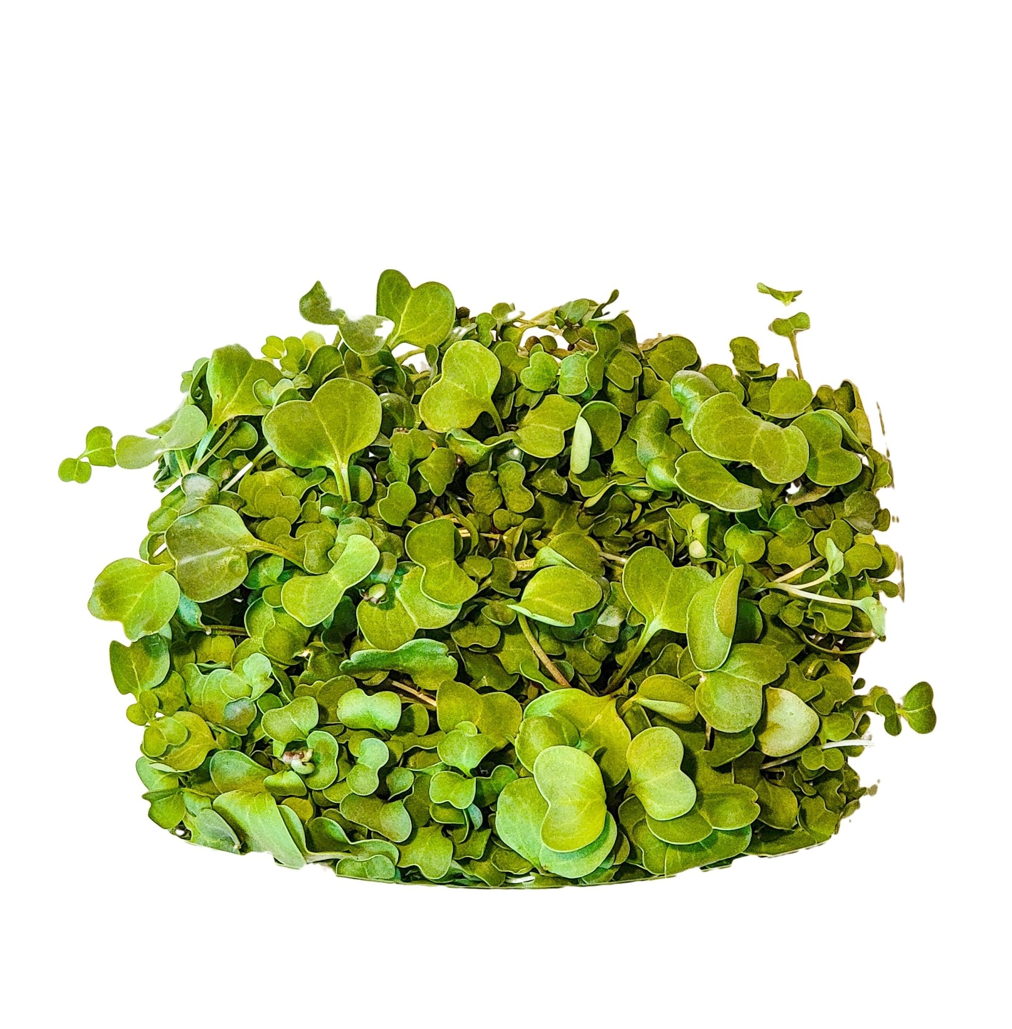 Superfood Microgreens – Greco Greens